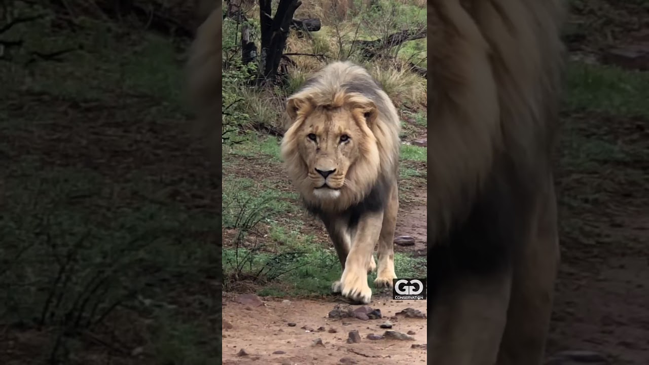 Very close lion encounter - YouTube