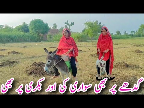 Woman riding on goat and donkey | Goat riding | Funny donkey riding ...