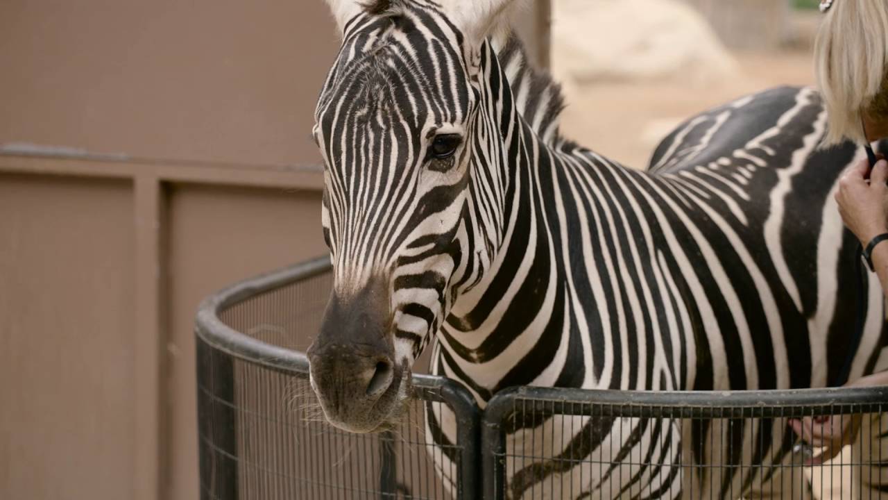Zari the Zebra - YouTube