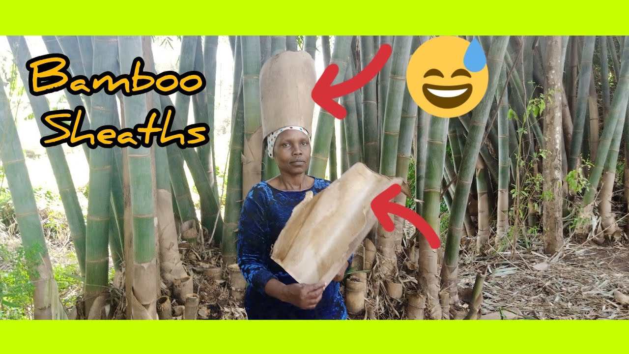 Did you know Bamboo sheaths are useful? @Green Bomas - YouTube