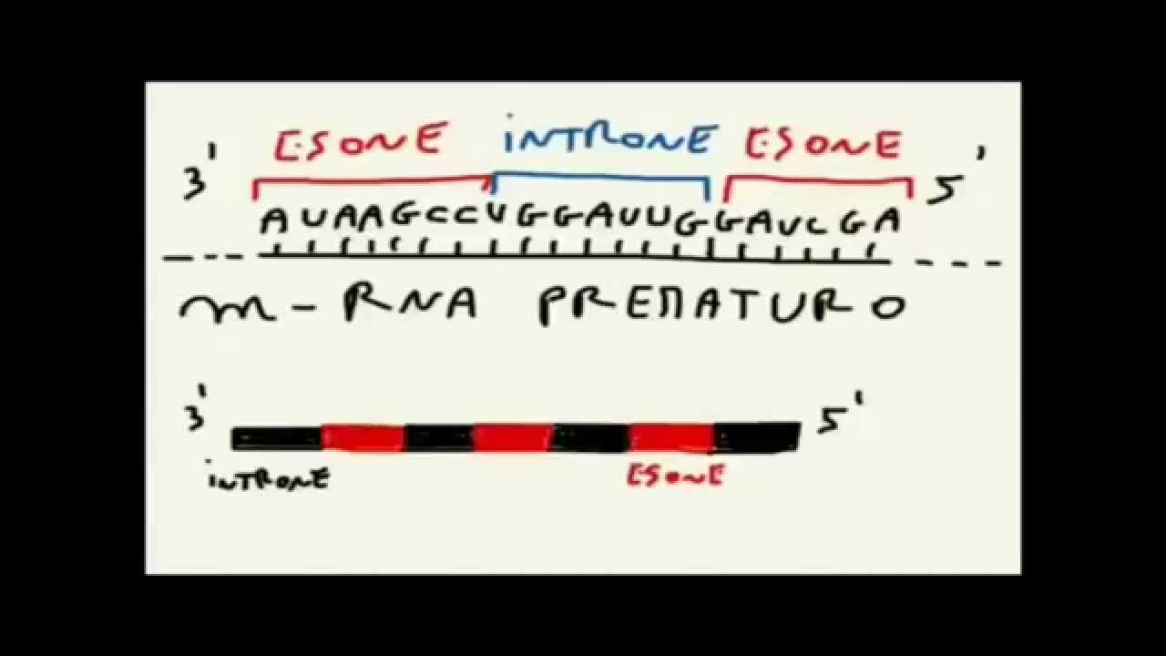 CORSO DI BIOLOGIA GENERALE - LEZIONE 47 - MATURAZIONE RNA MESSAGGERO ...