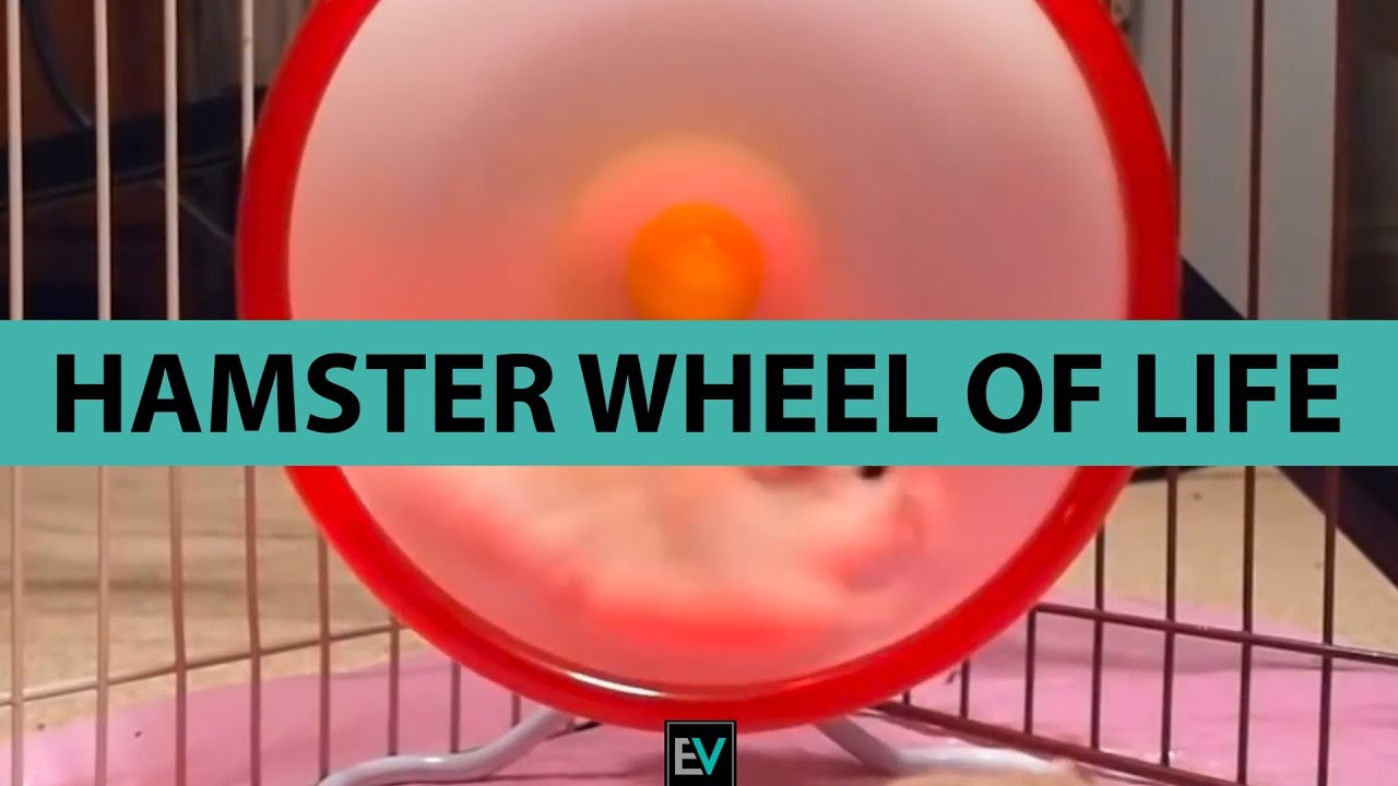 Hamster Wheel of Life - YouTube