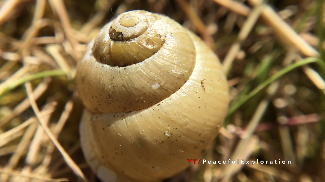Peaceful sounds of nature with snail shell in extremely high ...