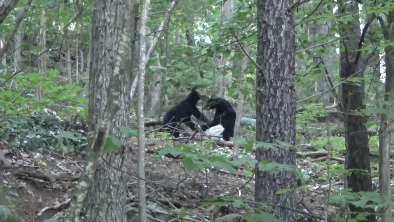 First Sighting of Day - YouTube