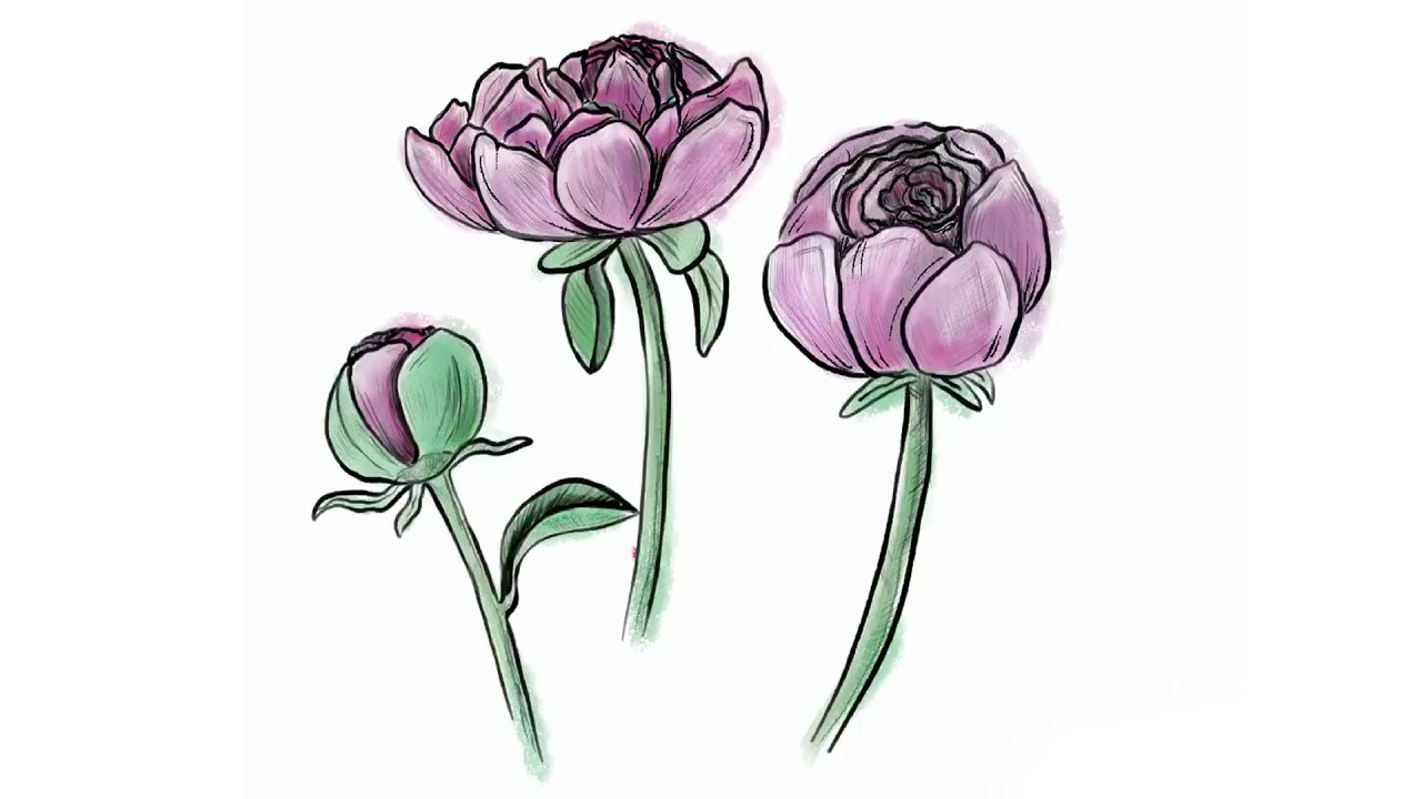 Beautiful Flowers - Draw on | Procreate Digital Art - YouTube