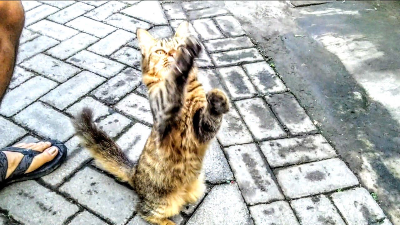 MAIN SAMA KUCING LUCU MILIK TETANGGA - YouTube