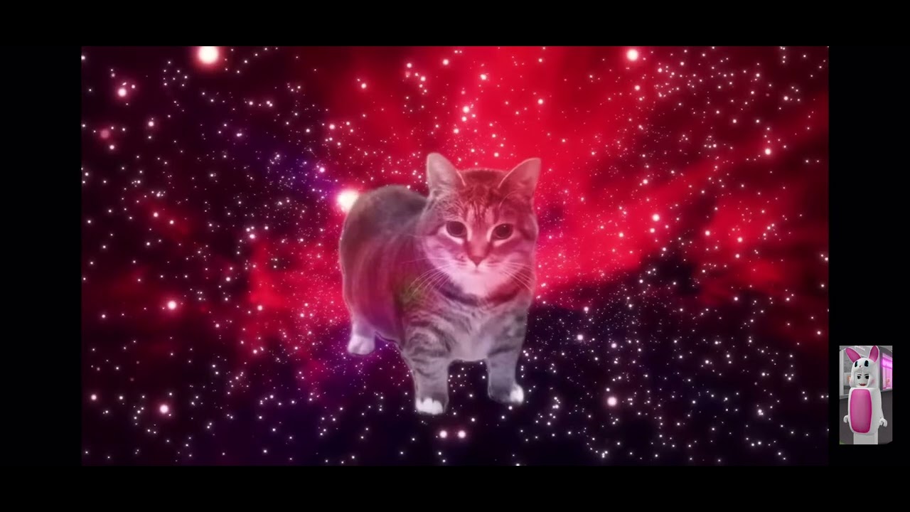 Oia oia cat! Song - YouTube