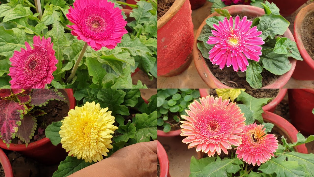 Gerbera Care Tips || How to Grow and Care Gerbera || Fun Gardening ...