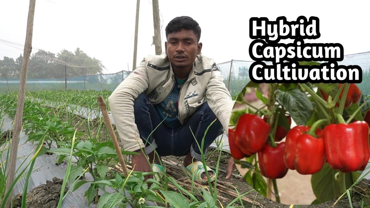 Hybrid Capsicum Cultivation In Bangladesh || How to grow capsicum. # ...