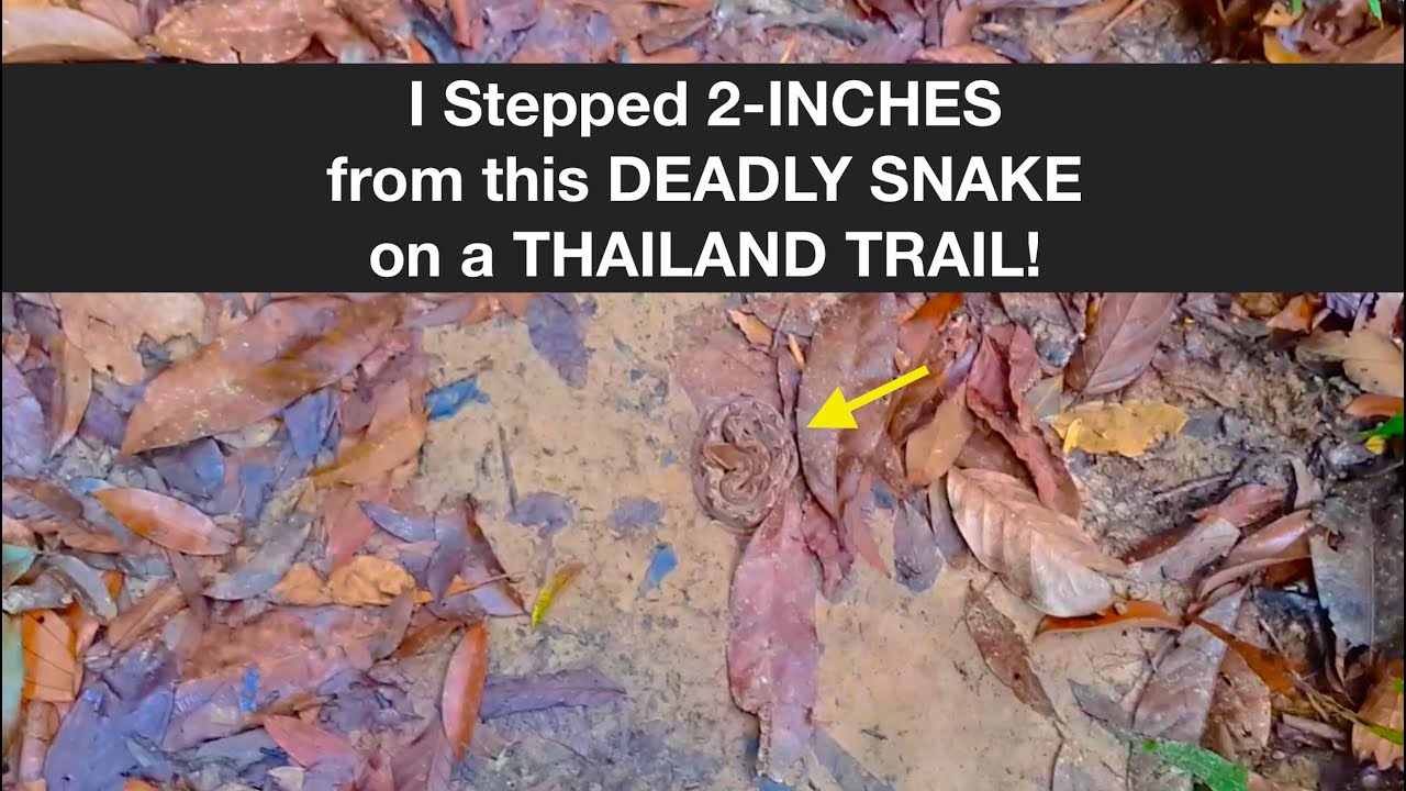 I Stepped 2-Inches from this DEADLY SNAKE on a Thailand Trail ...