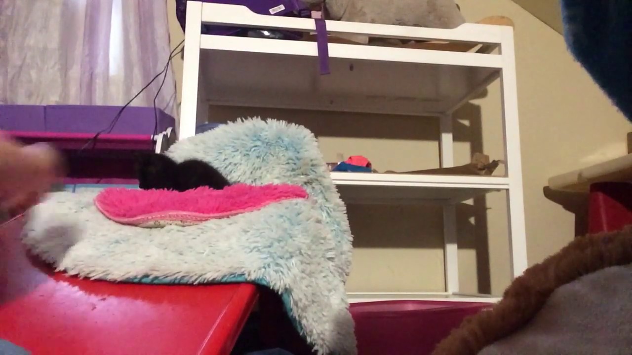 The kitten Challenge - YouTube