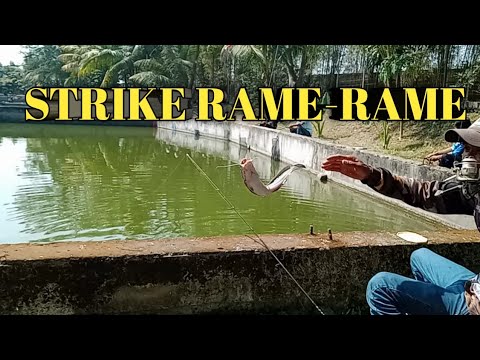 Mancing maning di kolam rame2 - YouTube