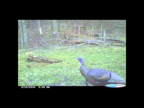 GhostBlind #12 - Turkey Reaction to Mirror Hunting Blind - YouTube