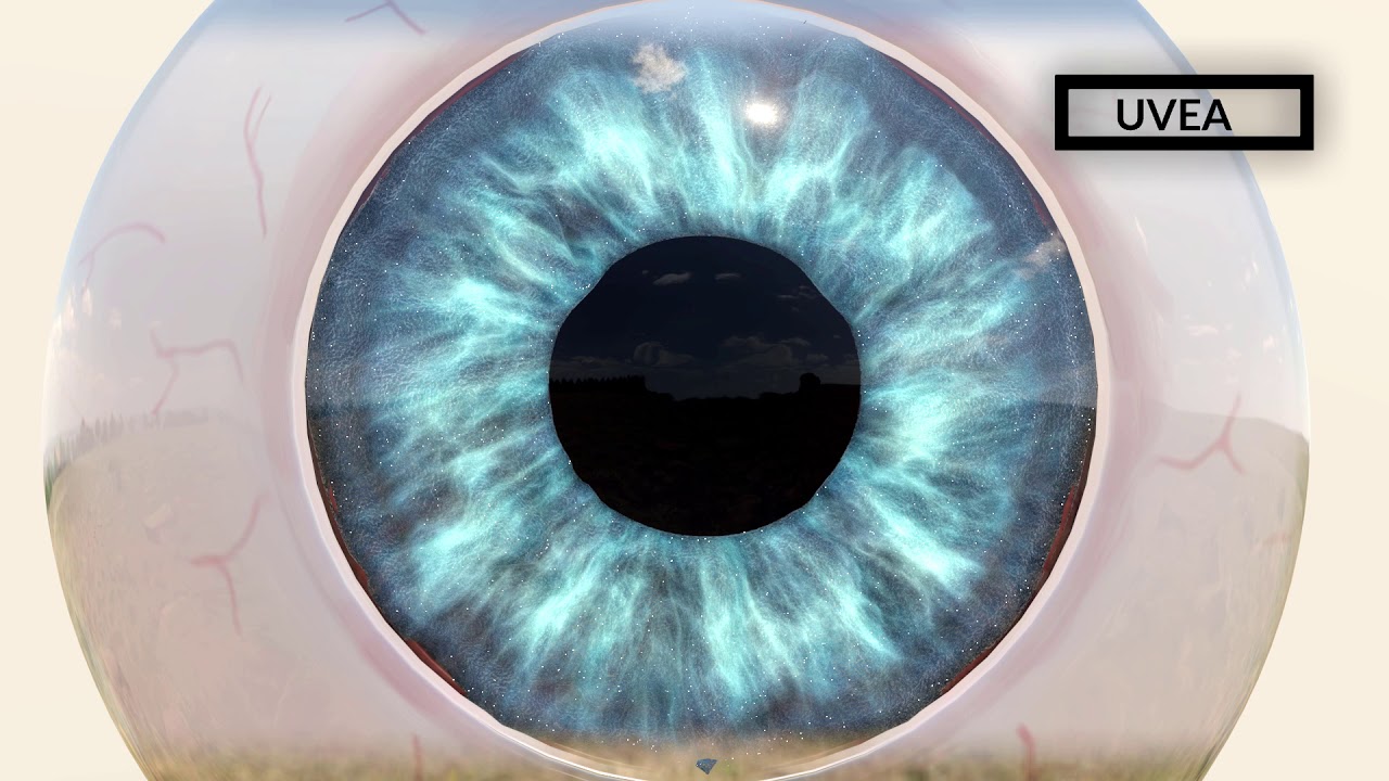 Anatomy of the Eyeball in 3D - YouTube