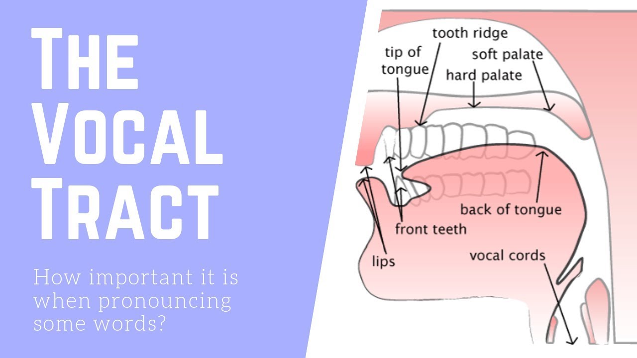 The Vocal Tract - YouTube
