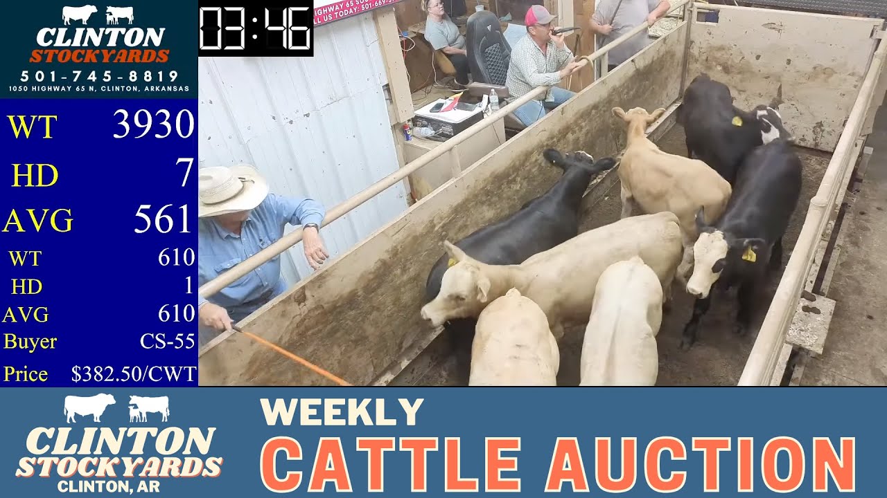 8/30/2025 - Cattle Auction - Clinton Stockyards - YouTube