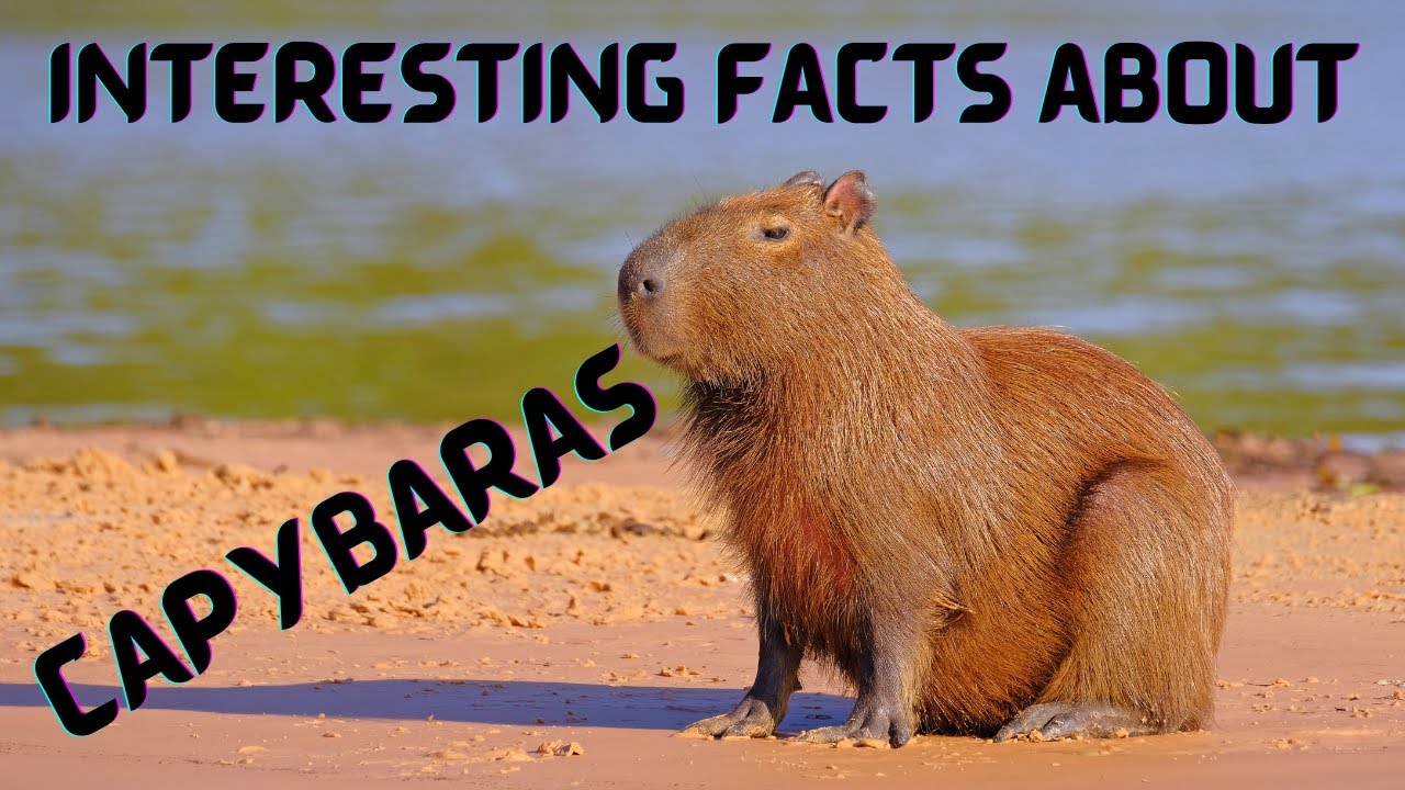 Interesting Facts about Capybaras - YouTube