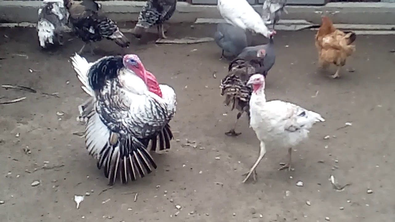 Fight female turkey vs. male guinea fowl(harţă între o curcă și un ...