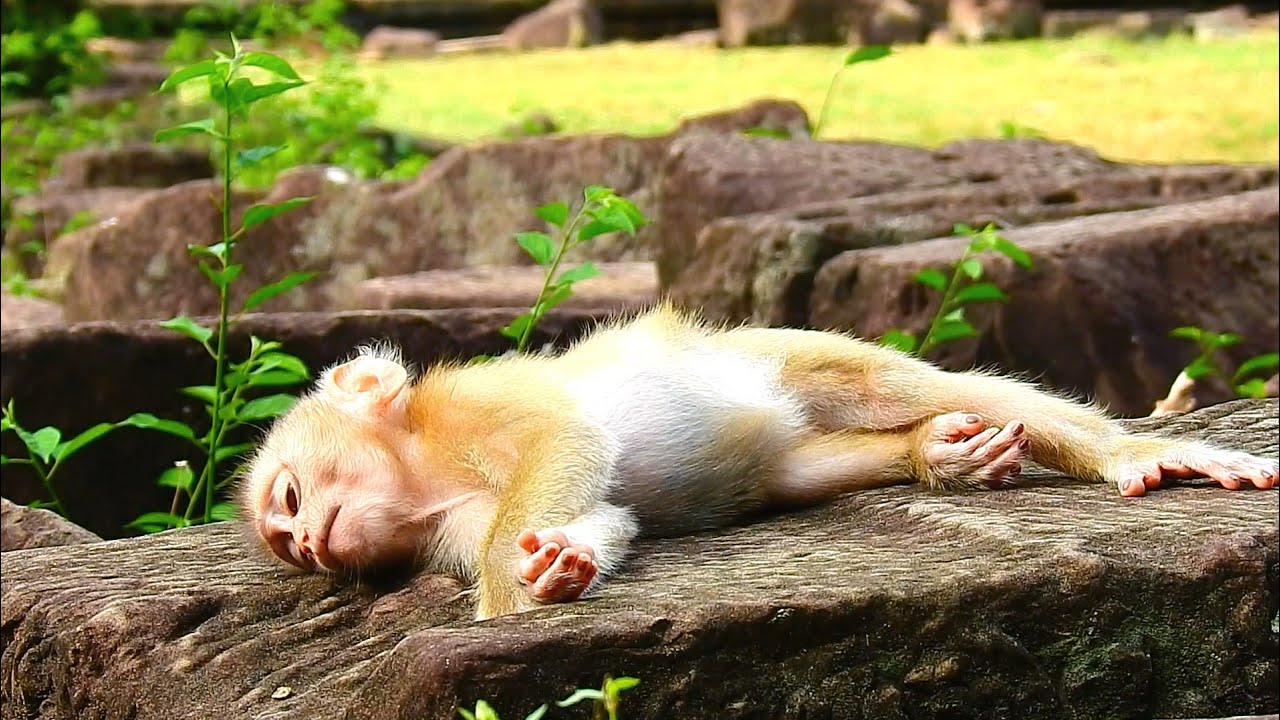 OMG..! What's happen wrong on Abandoned monkey Bruno become Skinny ...