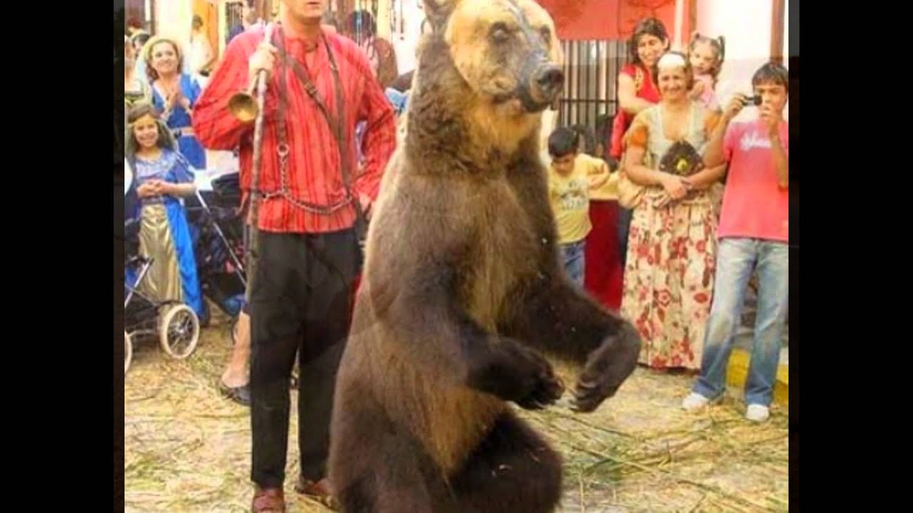 Say no to cruelty to animals - Adagio For Strings - YouTube