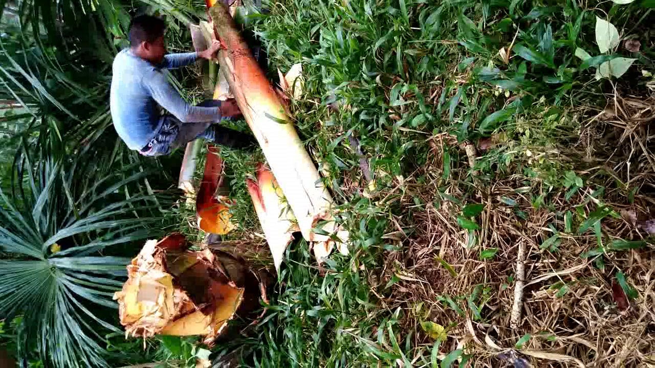 cómo se saca chonta palmera de aguaje selva delicioso - YouTube