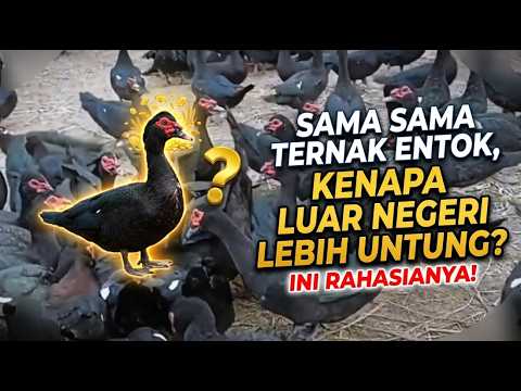 Sama Sama Ternak Entok! Kenapa Luar Negeri Lebih Untung! Ini Rahasianya