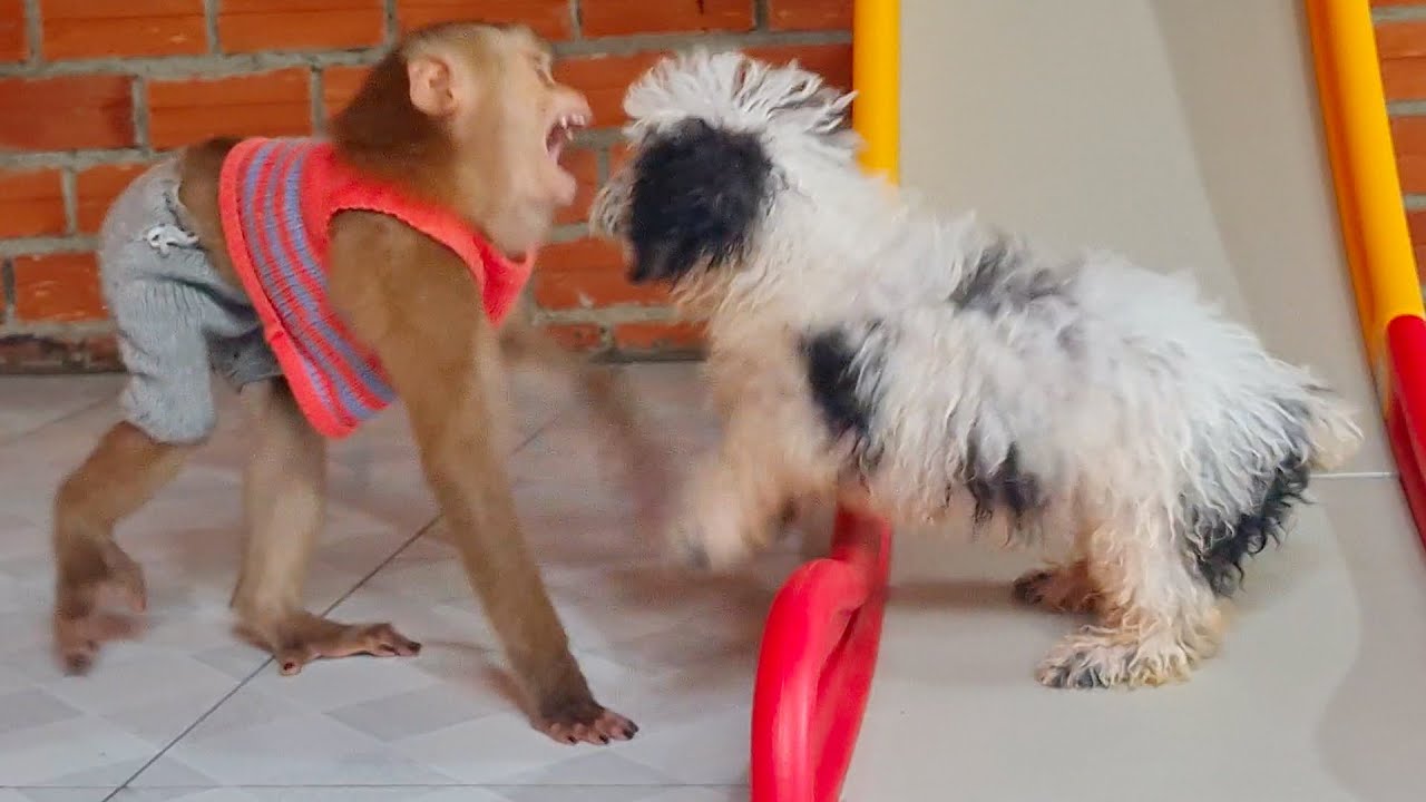 great moments of cute dog & Monkeys - YouTube