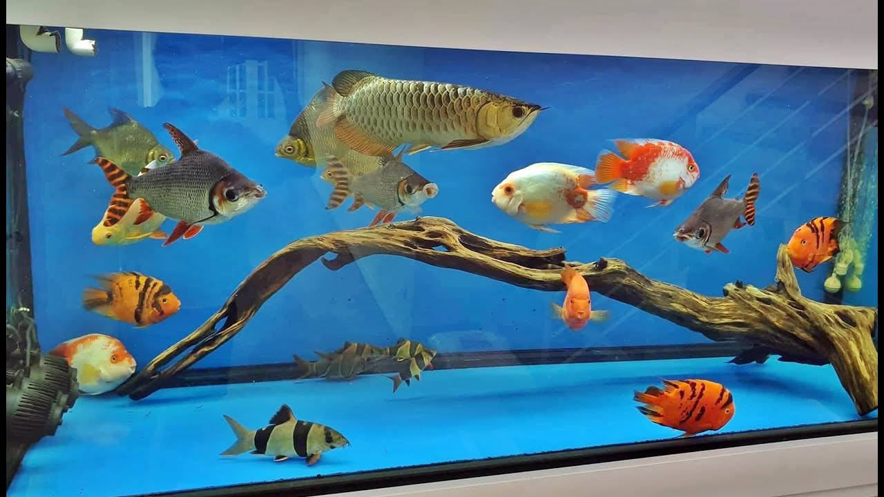 ์NC. World พระราม 2 - รับปลาชุดใหญ่ (มังกรและ Tank Mate) จากเชียงใหม่มา ...