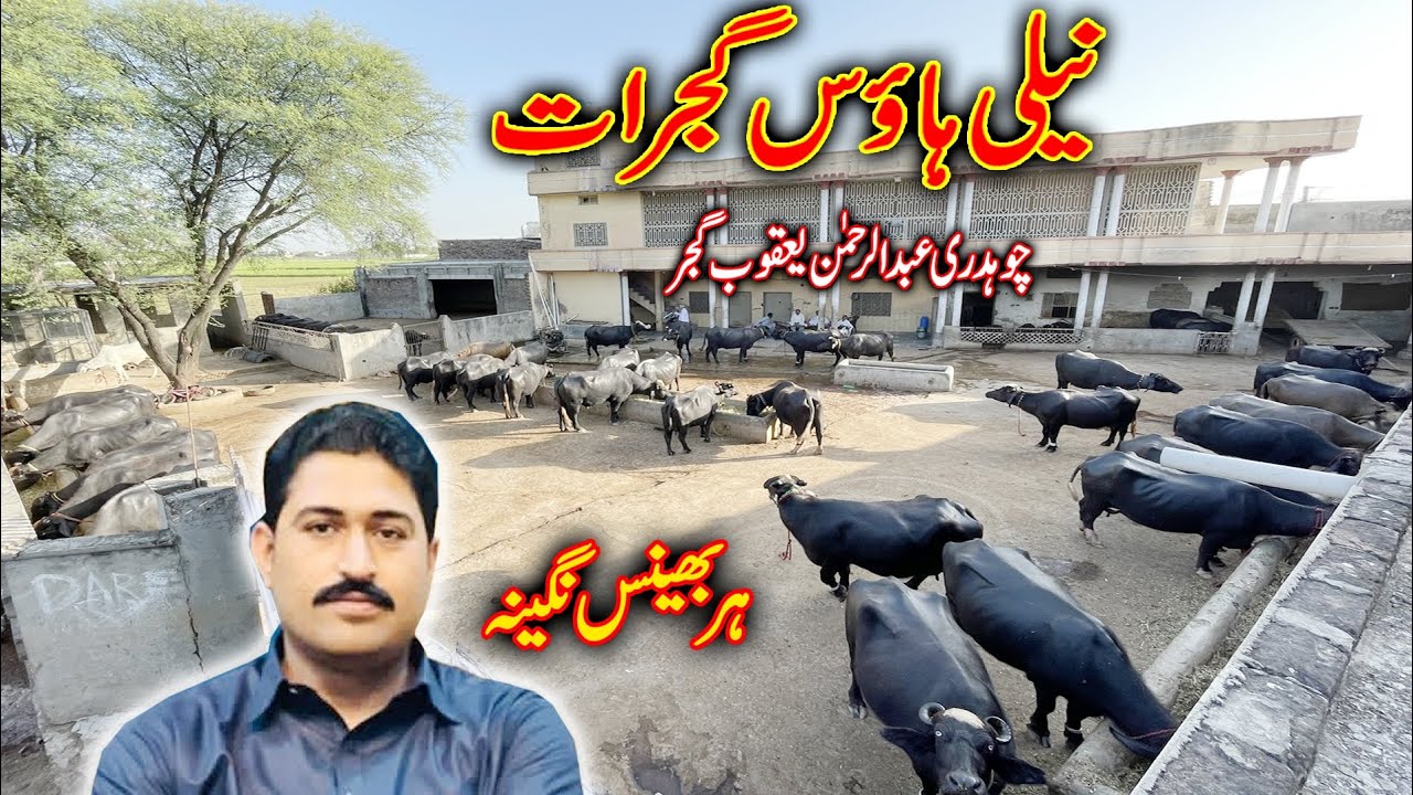 Nili buffalo farming in Pakistan | buffalo farming | Nili House Gujrat ...