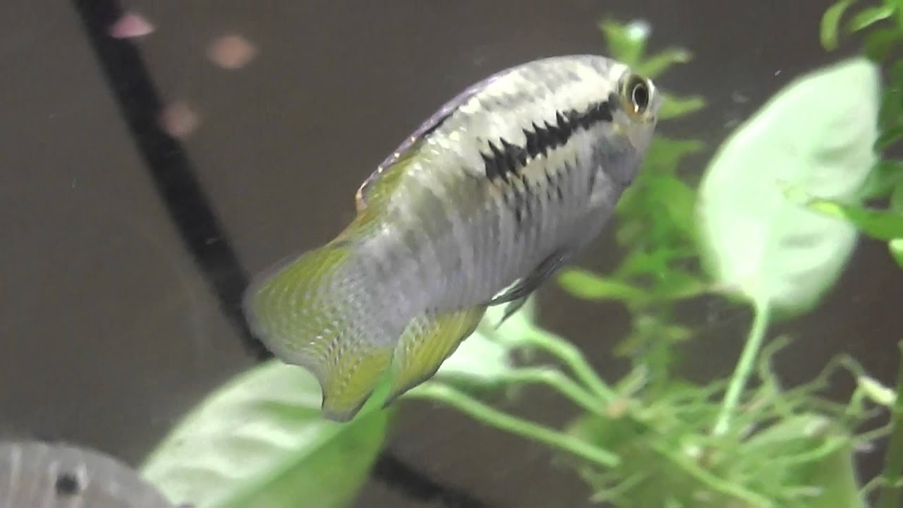 Wild-caught Dwarf Flag Cichlid male - YouTube