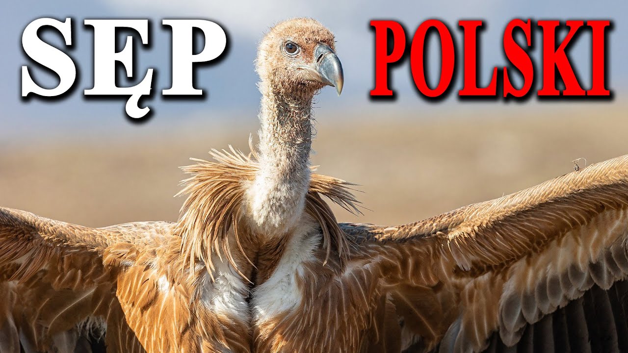 SĘP w Polsce | Oficjalnie Wymarły lecz wciąż Obecny - YouTube