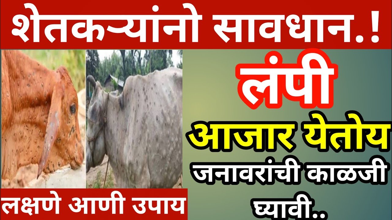 lampy virus| लंपी रोग | Lampi rog | Lampy skin disease | लंपी व्हायरस # ...