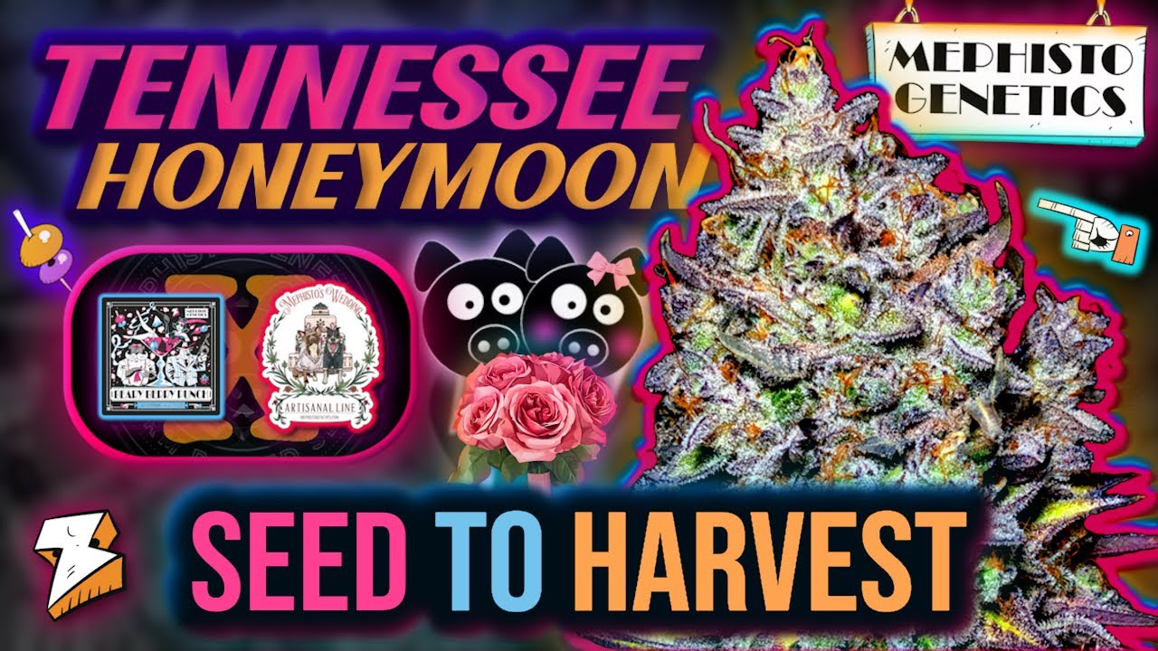 TENNESSEE HONEYMOON 🐻💒 | Mephisto Genetics SEED to HARVEST Autoflower ...
