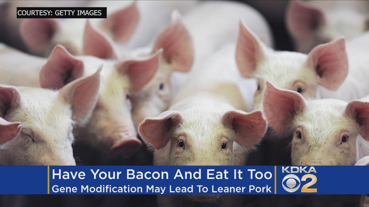 ‘CRISPR’ Bacon? Scientists Create Low-Fat Pigs - YouTube