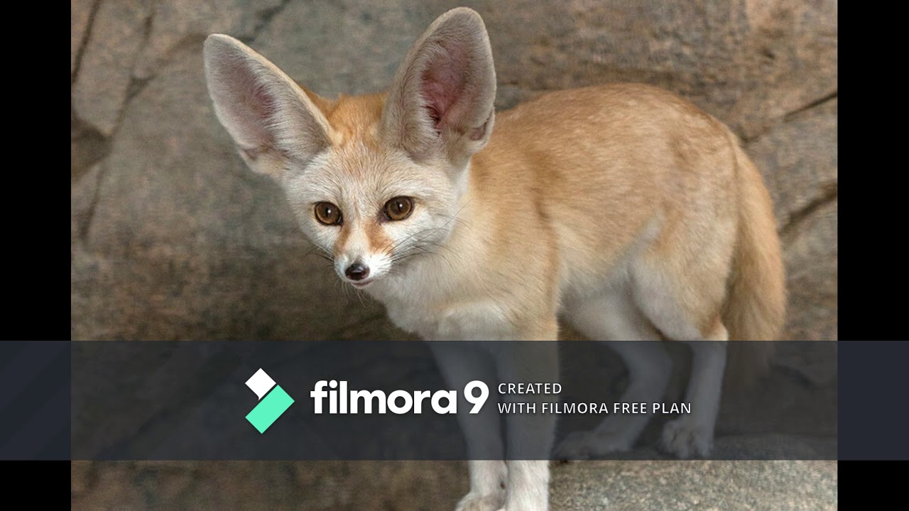 Fennec Fox Documentary - YouTube