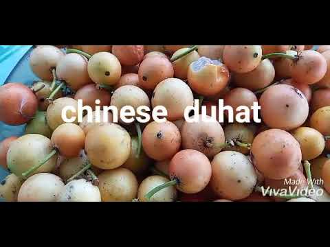 #fhelVillaruel#lomboy#Harvesting CHINESE DUHAT - YouTube