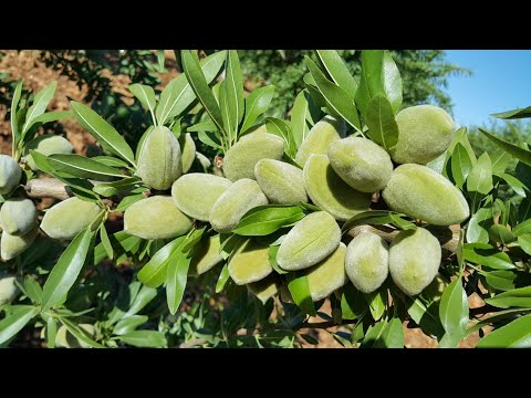 Badem bataklıkta suya uzak olan kurumuş, suyun içindeki kurumamış neden?Sebep suyun içindeki oksijen