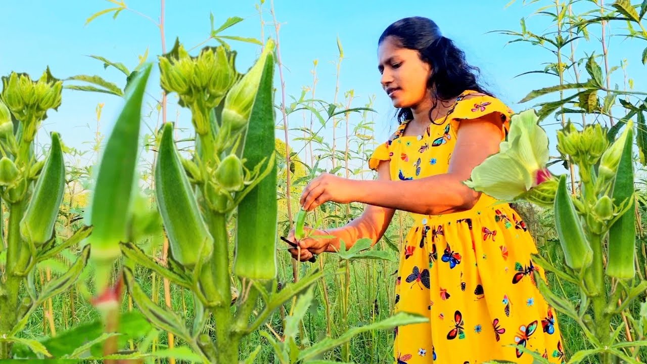 today i made a healthy diet with natural vegetables from okra. village ...