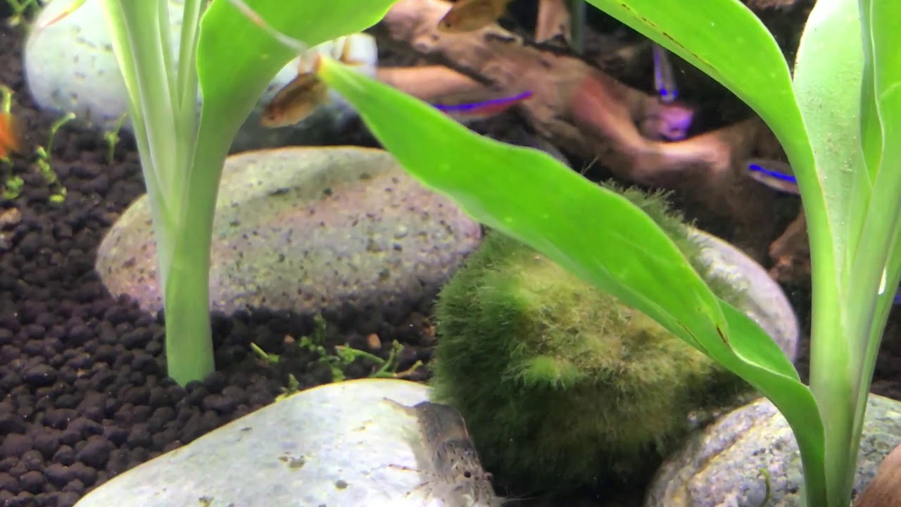Amano shrimp feeding on dead gourami - YouTube
