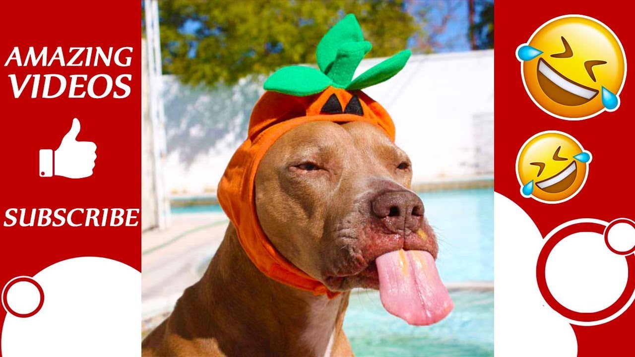 TRY NOT TO LAUGH - Funny Dogs Vines Compilation 2020 - YouTube