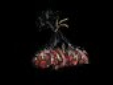 dst but i play it just for Trail Mix 😳 - YouTube