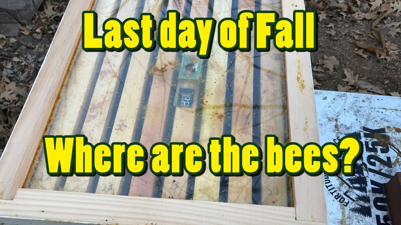 Where are the bees? Last day of Fall. We've done all we can now we can ...