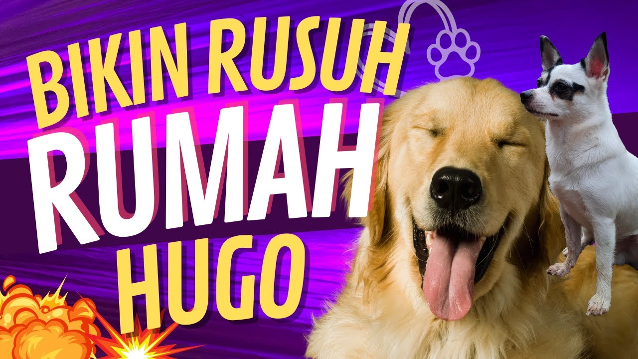 BIKIN RUSUH DI RUMAH HUGO LAGI💥😡GRUP RUSUH💥😍micky the golden retriever ...