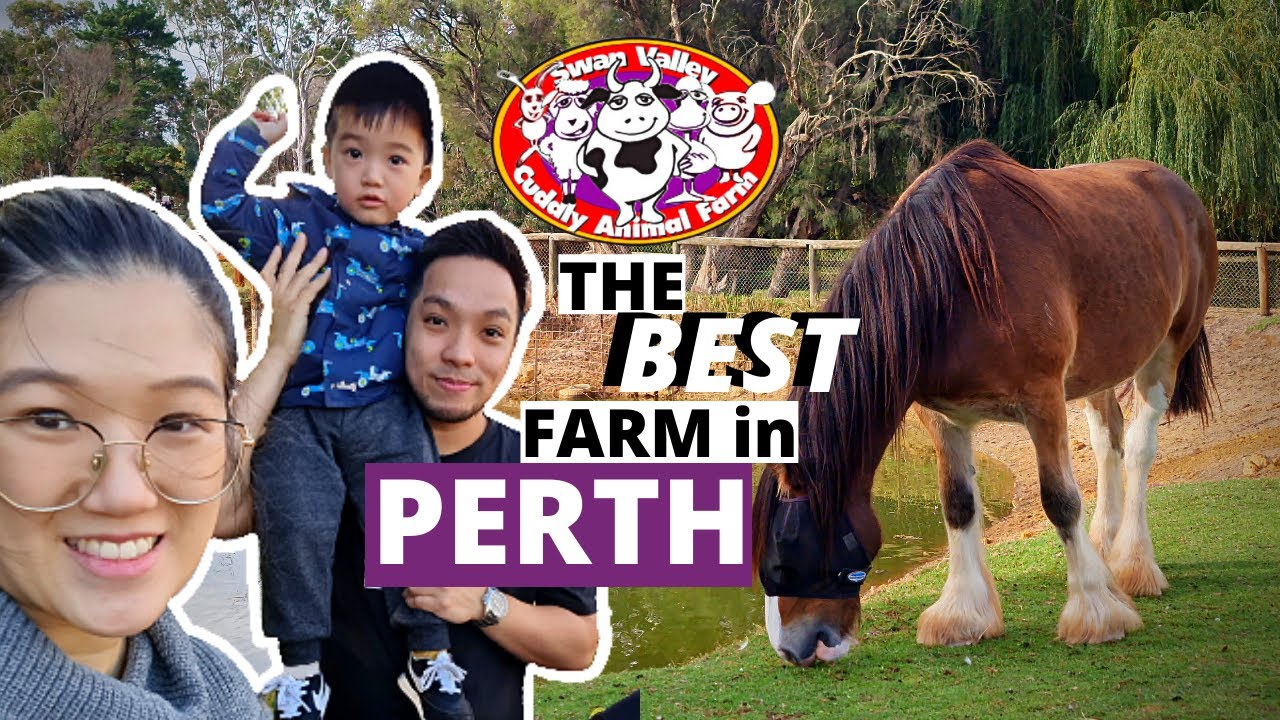 Best farm for toddlers in Perth!! - Swan Valley Cuddly Farm - YouTube