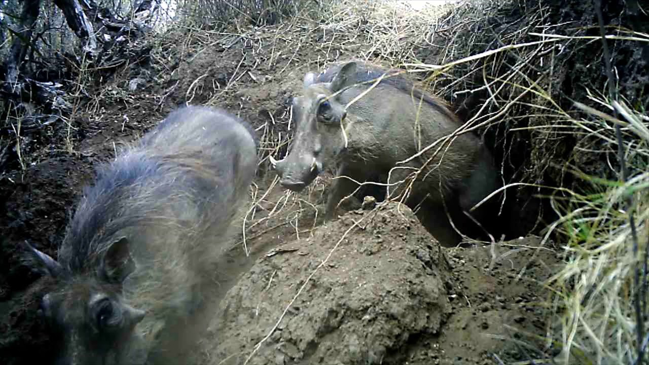 RikRhino Cam - Two warthogs around burrow - YouTube