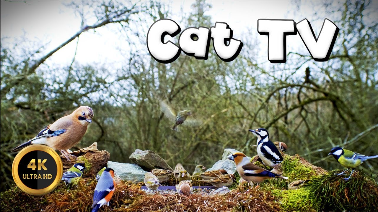 Cat TV for Cats to Watch 🐈 - WOODPECKER THE DOCTOR🐦‍⬛ (4K) - YouTube