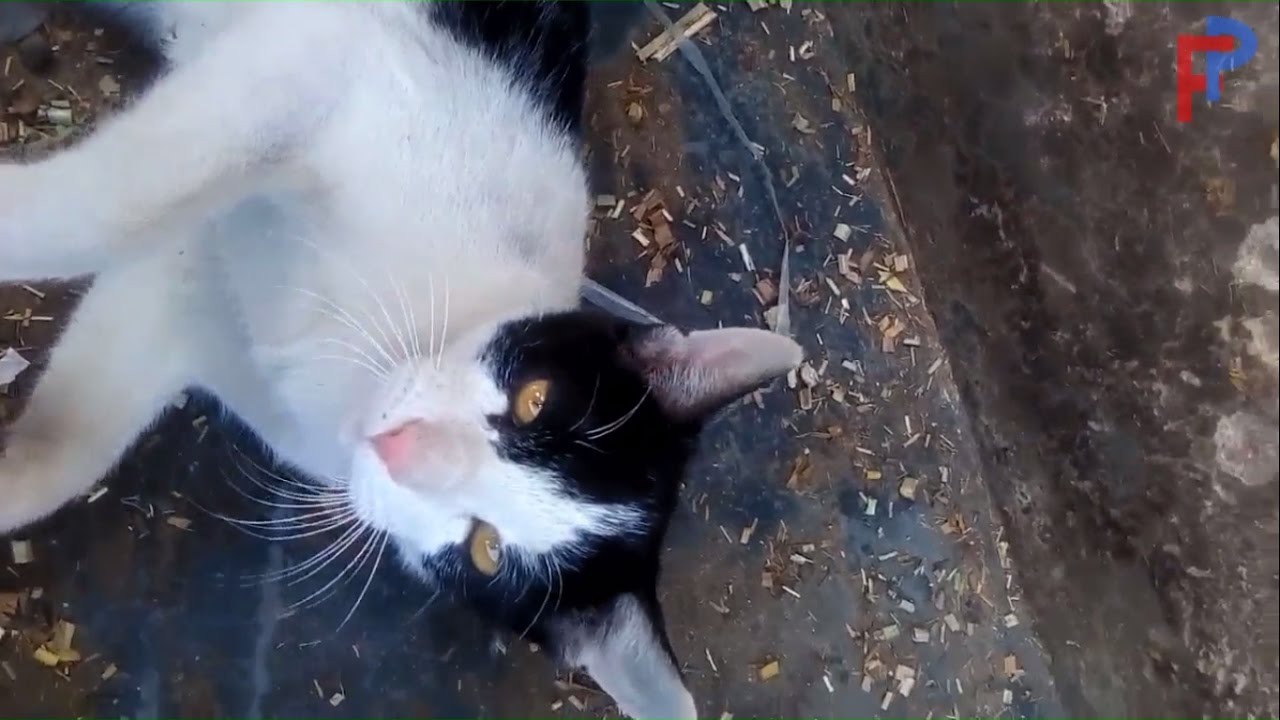 White Kitten playing #2 !! Sweet Cats !! Friendly Pets - YouTube