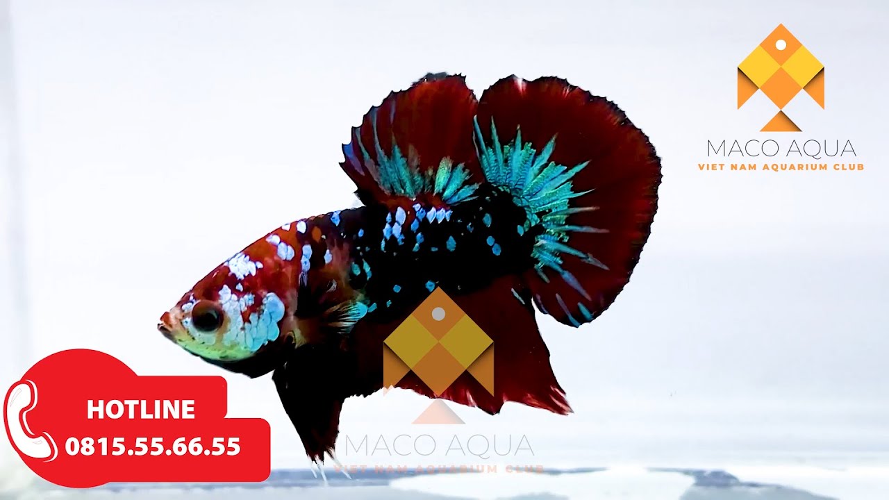 Koi Red Galaxy Plakat Betta Fish C33 - Cá Betta Đỏ Ánh Sao Đuôi Ngắn II Maco Aqua - YouTube