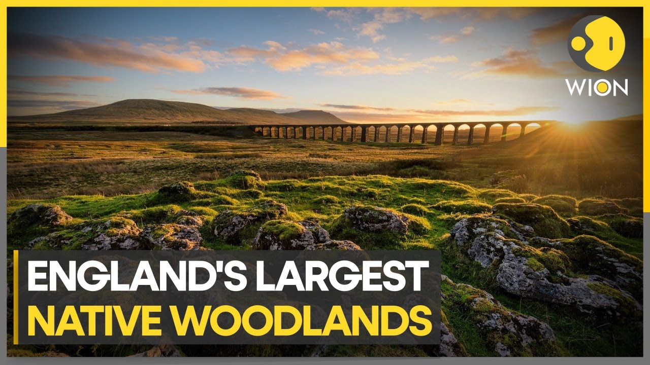 UK's LARGEST ever REFORESTATION project to have 100,000 trees | WION ...