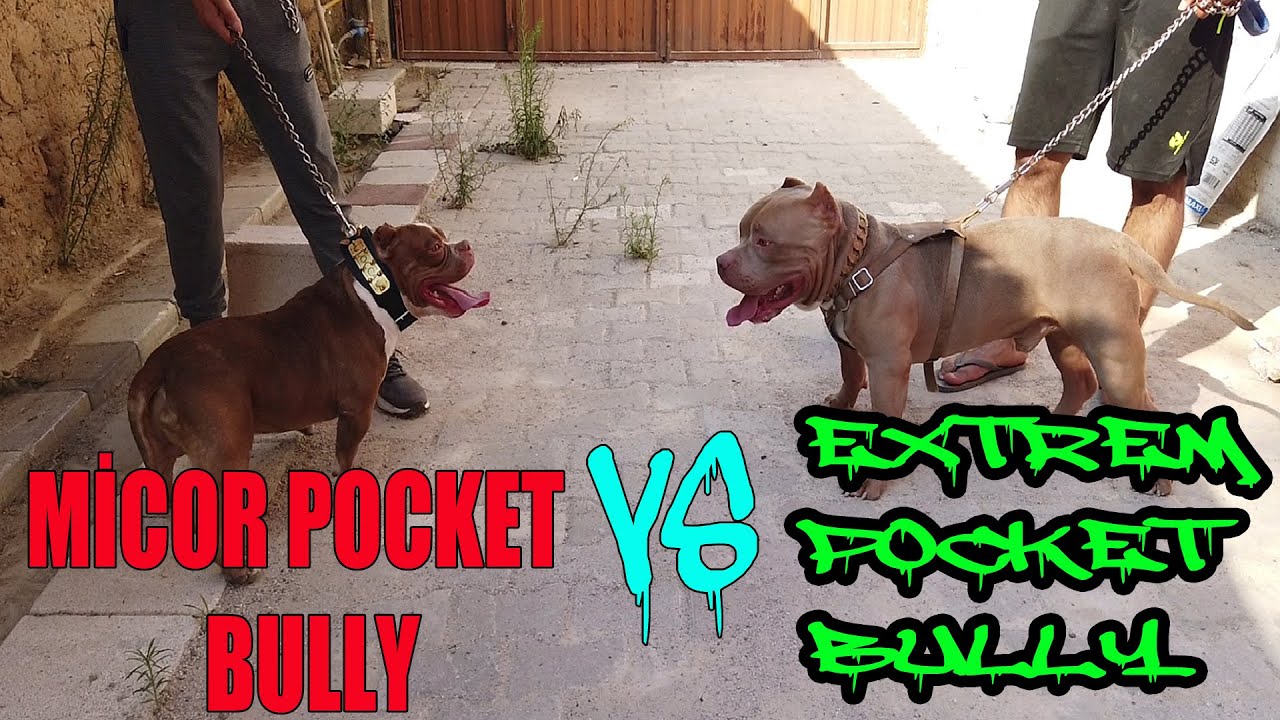 MİCRO BULLY DAHA ÖNCE HİÇ GÖRDÜNÜZMÜ MİCRO BULLY VS EXTREMBULLY ...